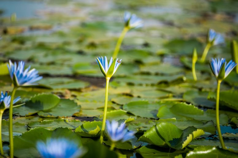 Self Guided Nature Immersion: Returning to the Wild Within - Elements ...